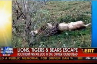 Zanesville Escaped Animals | Wild Animals Escape In Zanesville Ohio | Video