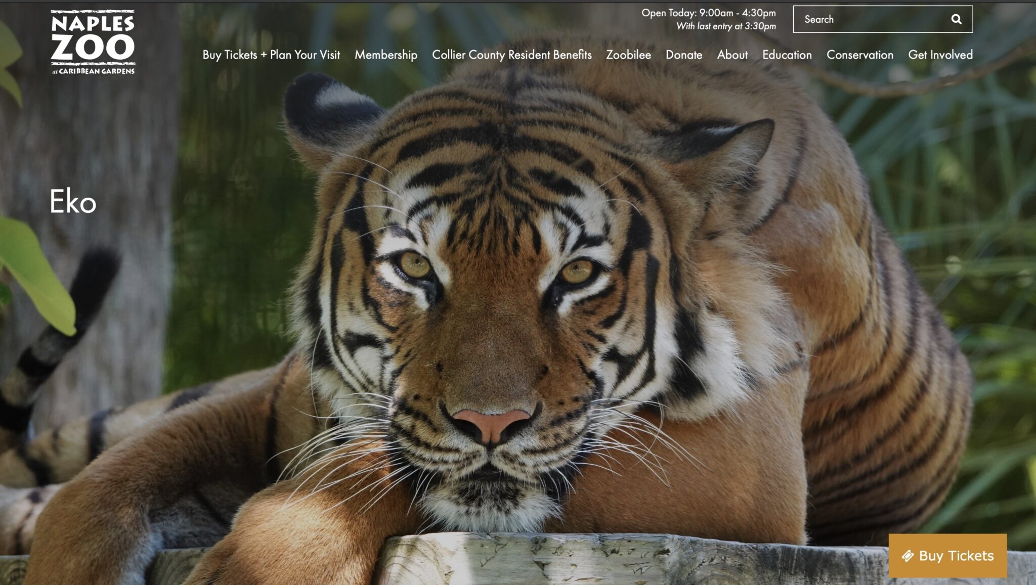 River Rosenquist Mauled After Sticking Arm in Tiger Cage