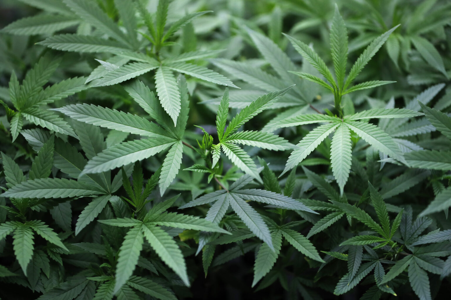 The New York Times Warns America It Has a Weed Problem