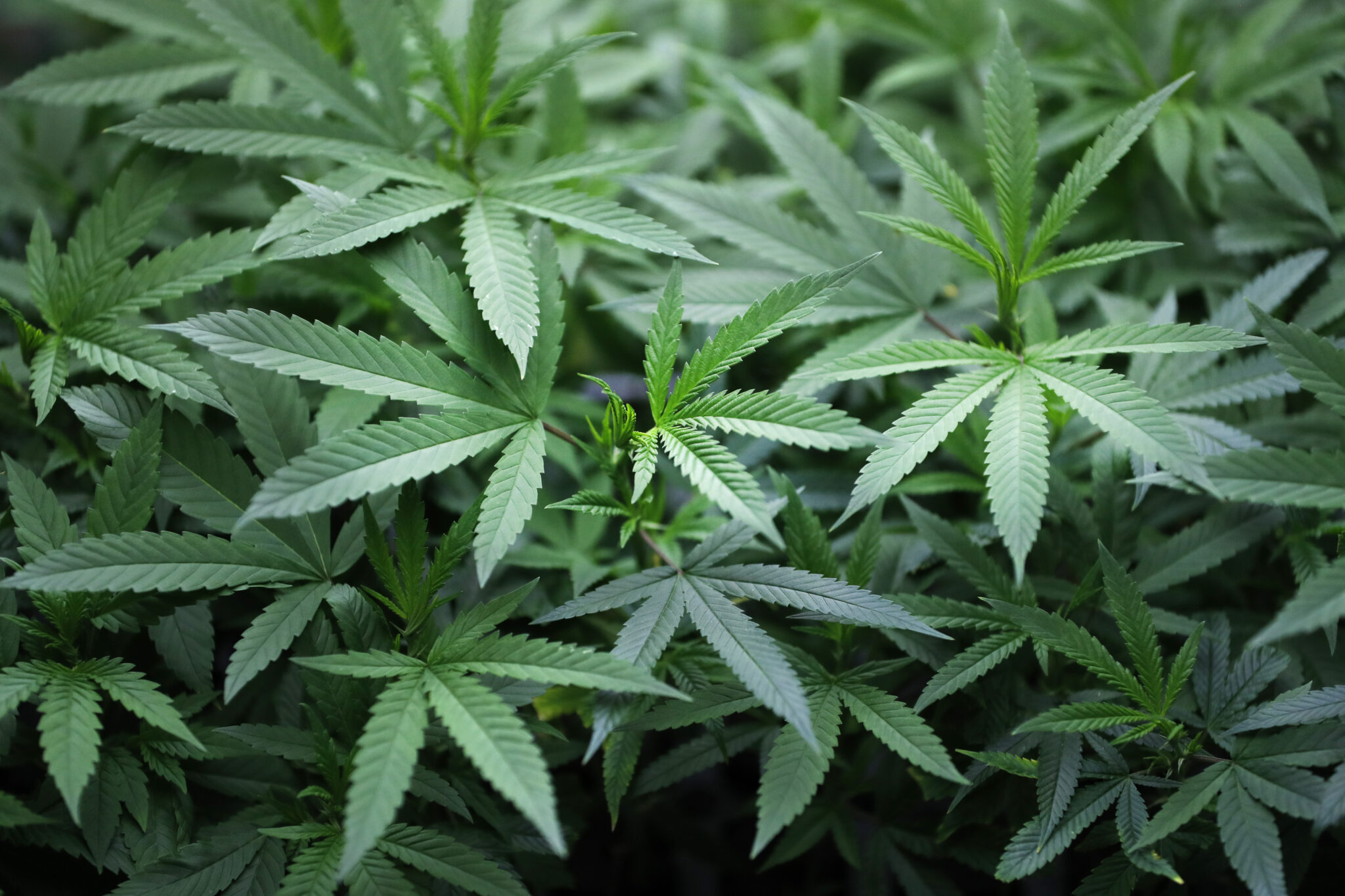 Trump Admin Eases Marijuana Restriction in Major Move